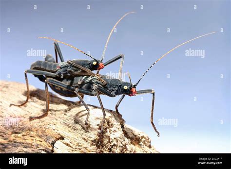 Stick Insects Peruphasma Schultei Mating This Species Of Stick Insect Is Native To Northern