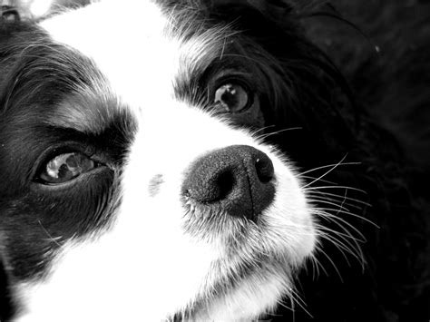 Free Images Black And White Puppy Cute Canine Looking Pet