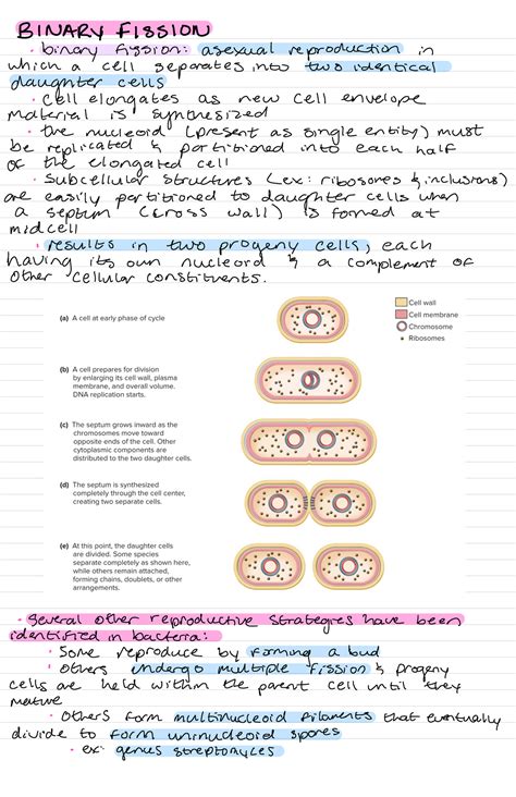 Chapter 7 Textbook Notes Binary Fission Binary Fissionasexual