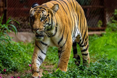 Orange And Black Bengal Tiger Walking On Green Grass Field During