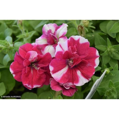 Petunia Bonanza Tray
