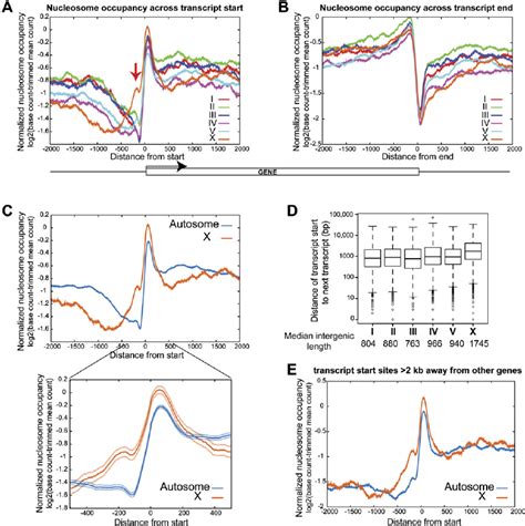 Higher Nucleosome Occupancy On X Promoters Normalized Embryo