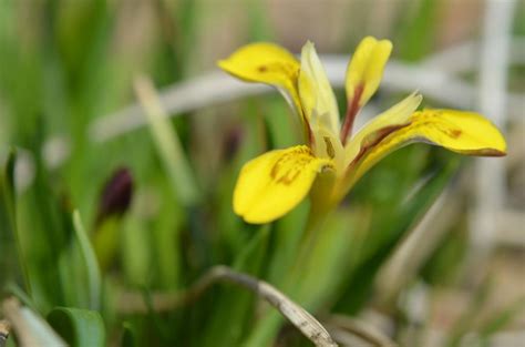 Iris Minutoaurea Wrightman Alpines Nursery
