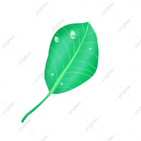 Leaves Png Picture Leaves Green Small Fresh Png Image For Free Download