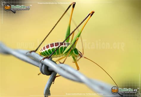 Katydid