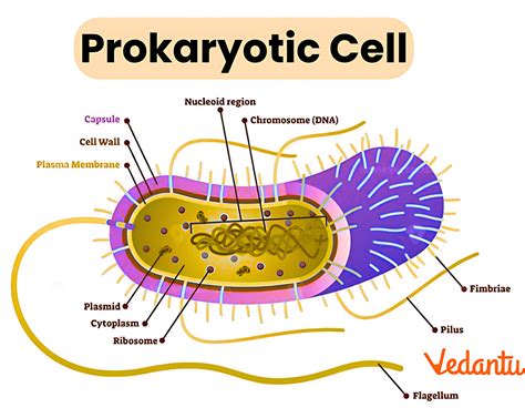 Prokaryotic Cell Structure And Function Shmoop Biology