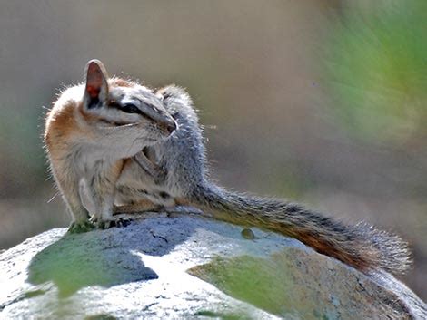 Wildlife Around Las Vegas Panamint Chipmunk Neotamias Panamintinus