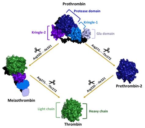 Exosite Binding In Thrombin A Global Structuraldynamic Overview Of Complexes With Aptamers And