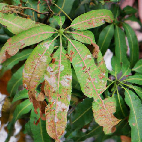 Mango Powdery Mildew Disease Management Symptoms Treatment Chemical