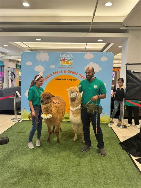 Hanim Hamdan On Linkedin The Alpacas Have Landed For Our 2nd
