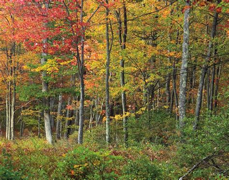 North America Temperate Deciduous Forest