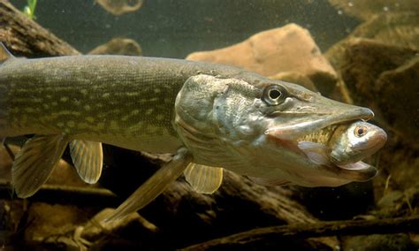 Learn About Pike The Iconic Freshwater Predator Fish Fishontips
