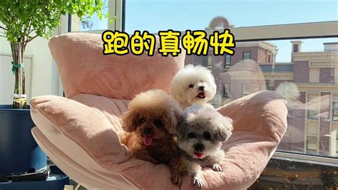 带狗子们去 狗狗公园”玩！珍妮怒：到底让我说几遍，轻点关门！ Youtube