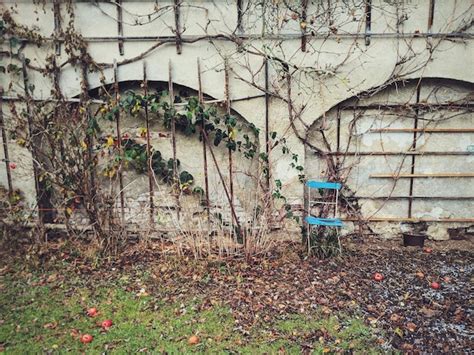 Premium Photo Plants Growing On Old Building