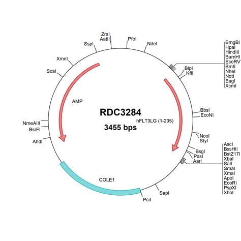 Flt 3 Ligandflt3l Products Randd Systems