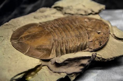 Premium Photo Isotelus Brachycephalus Fossil Trilobite Imprint In The Sediment