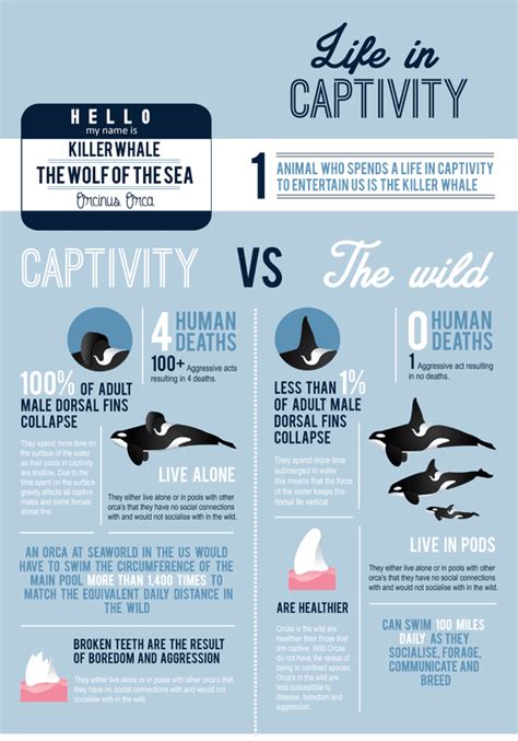 Why We Need To End Captivity Of Killer Whales Or Orcas Soapboxie