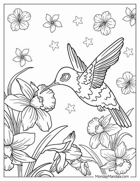 19 Hummingbird Coloring Pages Free Pdf Printables