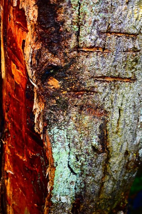 Texture Tronc Arbre Photo Gratuite Sur Pixabay Pixabay