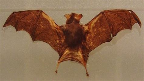 Categorycraseonycteris Thonglongyai Wikimedia Commons