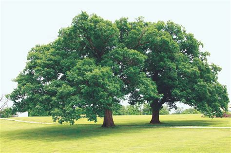 Native Tree Resources Grow Native