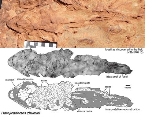 Fóssil De Peixe De 380 Milhões De Anos é Encontrado Na Austrália