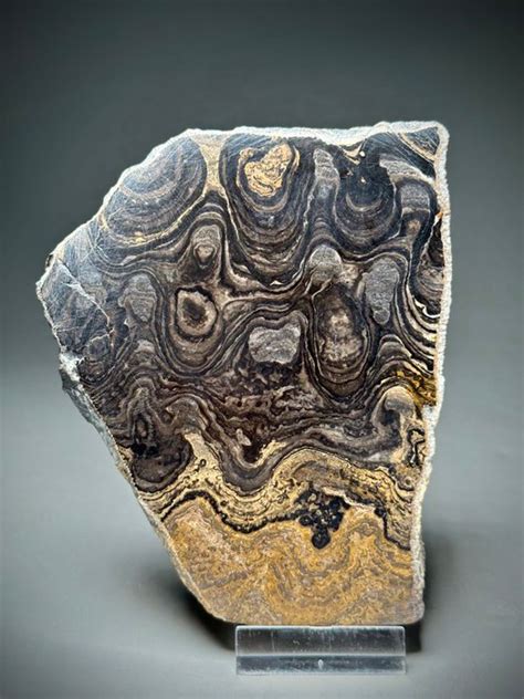 Oldest Fossil On Earth Dated ~11 Billion Years Old Very Large