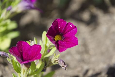 Fleur Cour La Nature Photo Gratuite Sur Pixabay Pixabay