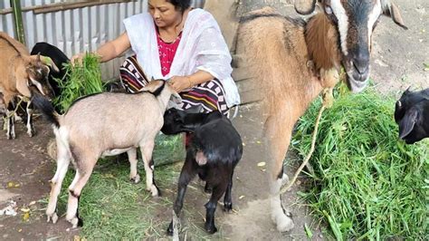 ছাগলের চোখগুলো জন্য আমার মনটা খুব খারাপ গো Goat Video Jaya Ghosh 🐐😭 Youtube