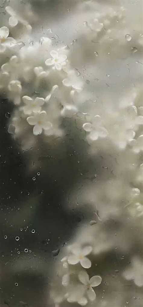 白花 高清图片堆糖美图壁纸兴趣社区