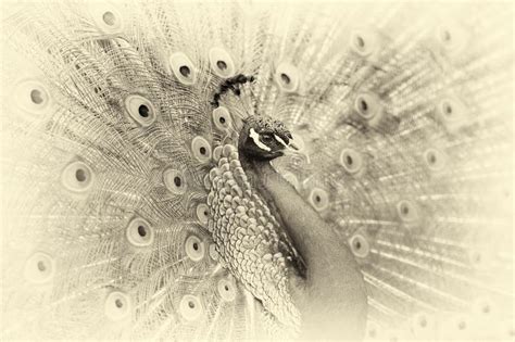 Peacock Feathers With Palette Color Swatches Stock Image Image Of
