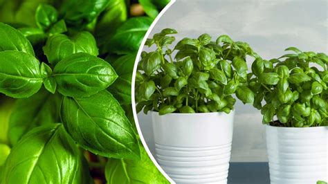 Grow Fresh And Endless Basil Never Buy It Again Tipsin The Garden
