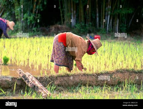 The Seed Of The Monocot Group Of Flowering Plants Rice Is A Cereal