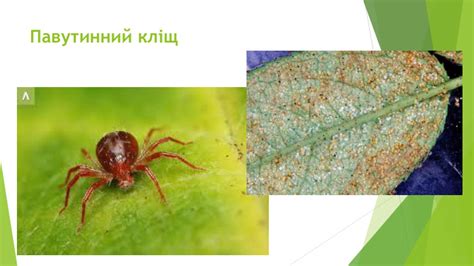 Членистоногі Павукоподібні