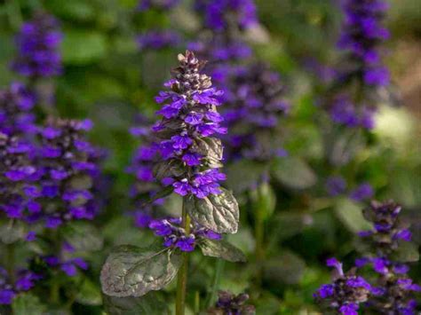 Is Bugleweed A Perennial Bugleweed Facts Hydrangea Love