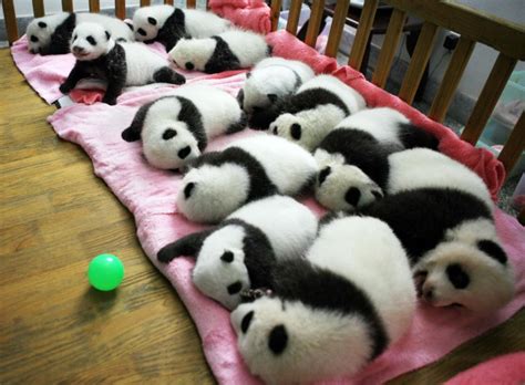 Cute Cuddly Panda Cubs Sleeping At Nursery In China