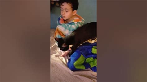 My Cat Licking My Brothers Hair Youtube