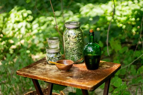 Green Medicinal Plants Photos Download The Best Free Green Medicinal