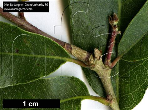 Quercus Microphylla Née