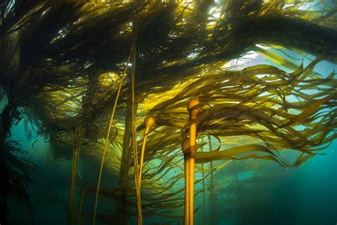 Kelp—it Needs Somebody Preferably A Youth Ocean Advocate Seattle