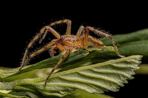 Premium Photo Adult Male Ghost Spider