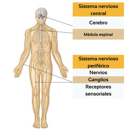 5 Partes Del Sistema Nervioso