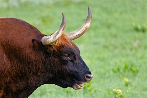 Part How The Wichitas Saved The Texas Longhorn Steve Creek Wildlife Photography