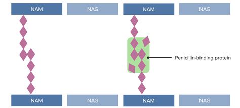 Staphylococcus Concise Medical Knowledge