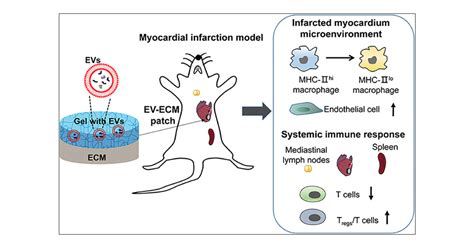 Biological Cardiac Patch Based On Extracellular Vesicles And Extracellular Matrix For Regulating