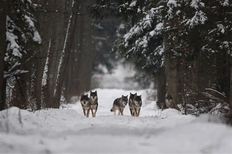 Predators In Peril Protected Areas Cover Just A Fraction Of Global