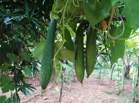 Sponge Gourd Medium Sahaja Seeds