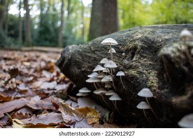 55 215 Rotten On Tree Images Stock Photos Vectors Shutterstock