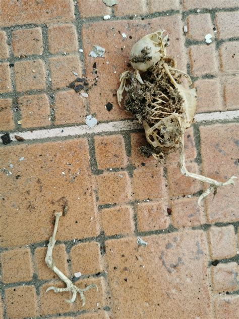 Randomly Dead On The Ground 9gag