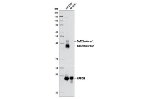 Sirt2 D4o5o Rabbit Mab Cell Signaling Technology